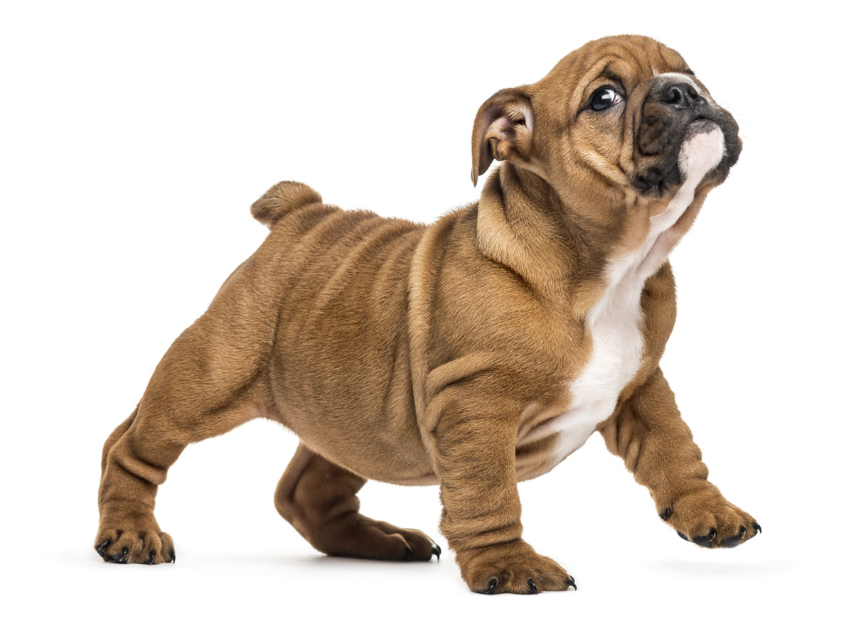 Is It Difficult To Take Care Of A Dog Is It Difficult To Take Care Of A Dog