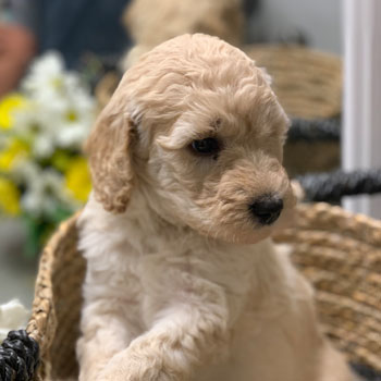 Labradoodle Puppies For Sale | Labradoodle Breeders