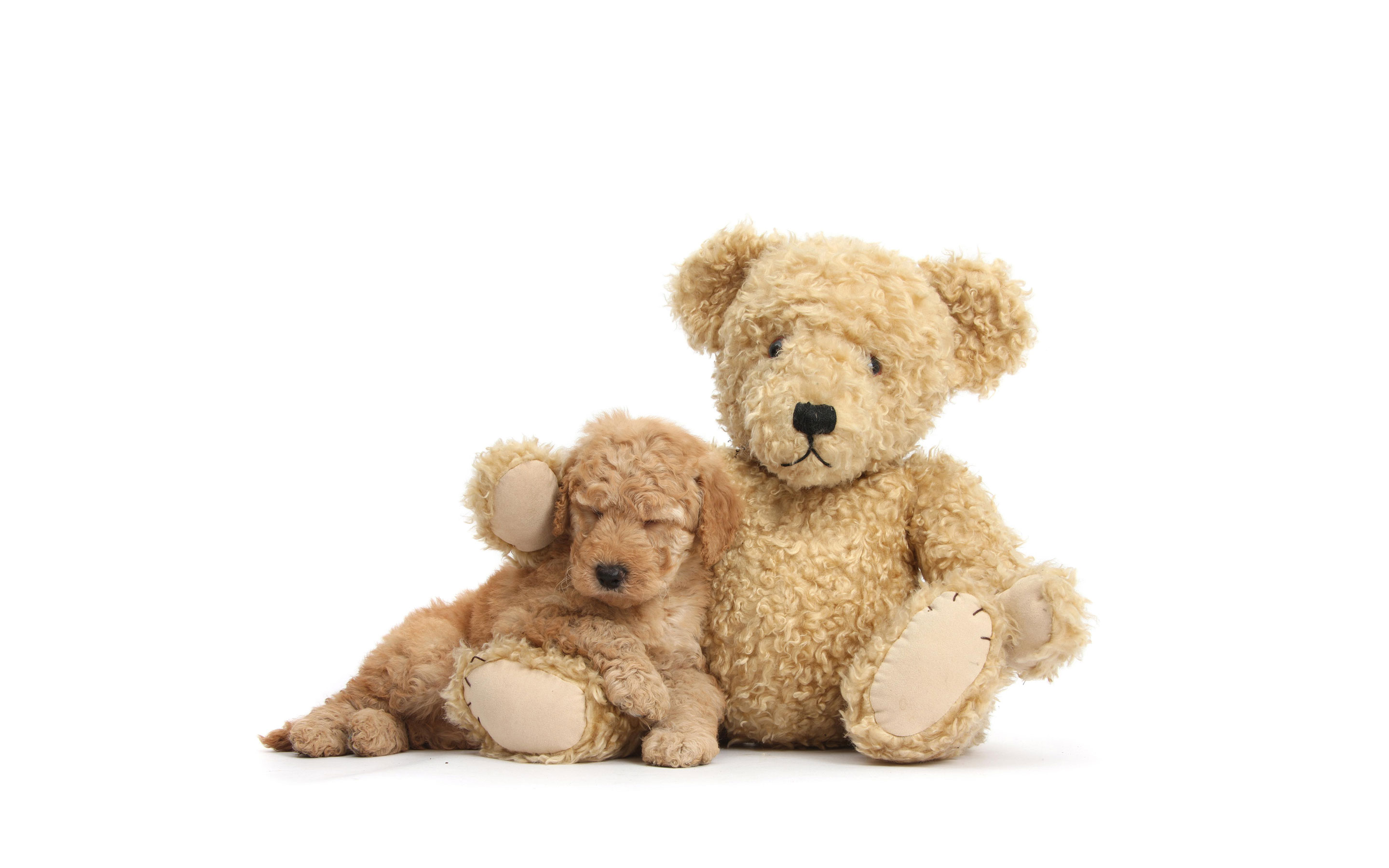 What Is a Medium Goldendoodle? | Medium Goldendoodle Puppies