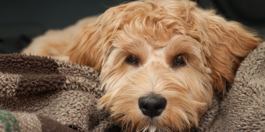 What Is a Doodle Dog, Exactly?