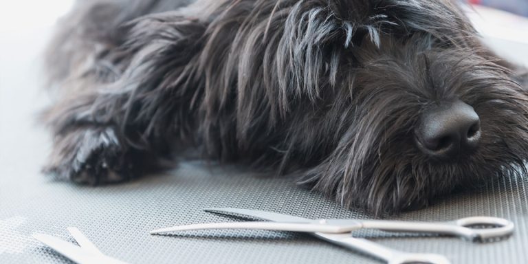 How To Groom Your Labradoodle Step By Step