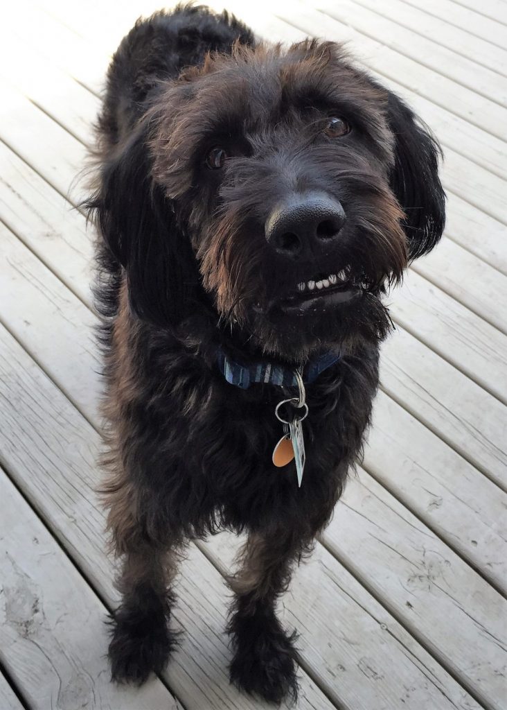 Black_Labradoodle | Uptown Puppies