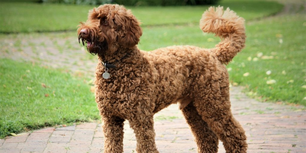 What Is a Doodle Dog, Exactly?